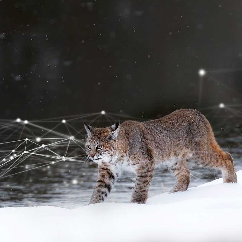 Lynx - ein duplexfähiges System von Tele Radio bietet Ihnen Feedback